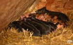 Pig Raising Basics: Bringing Home Your Feeder Pigs - Countryside